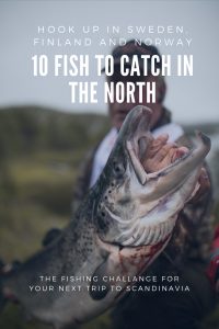 10 fish to catch in the North. Hook up in Finland, Sweden or Norway.