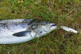 Top Fishing Destinations in Finland | with map - Gone71° N