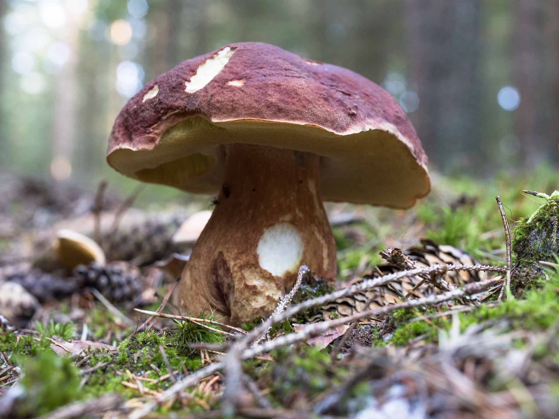 Pine bolete | Boletus pinophilus - Gone71° N – Foraging mushrooms