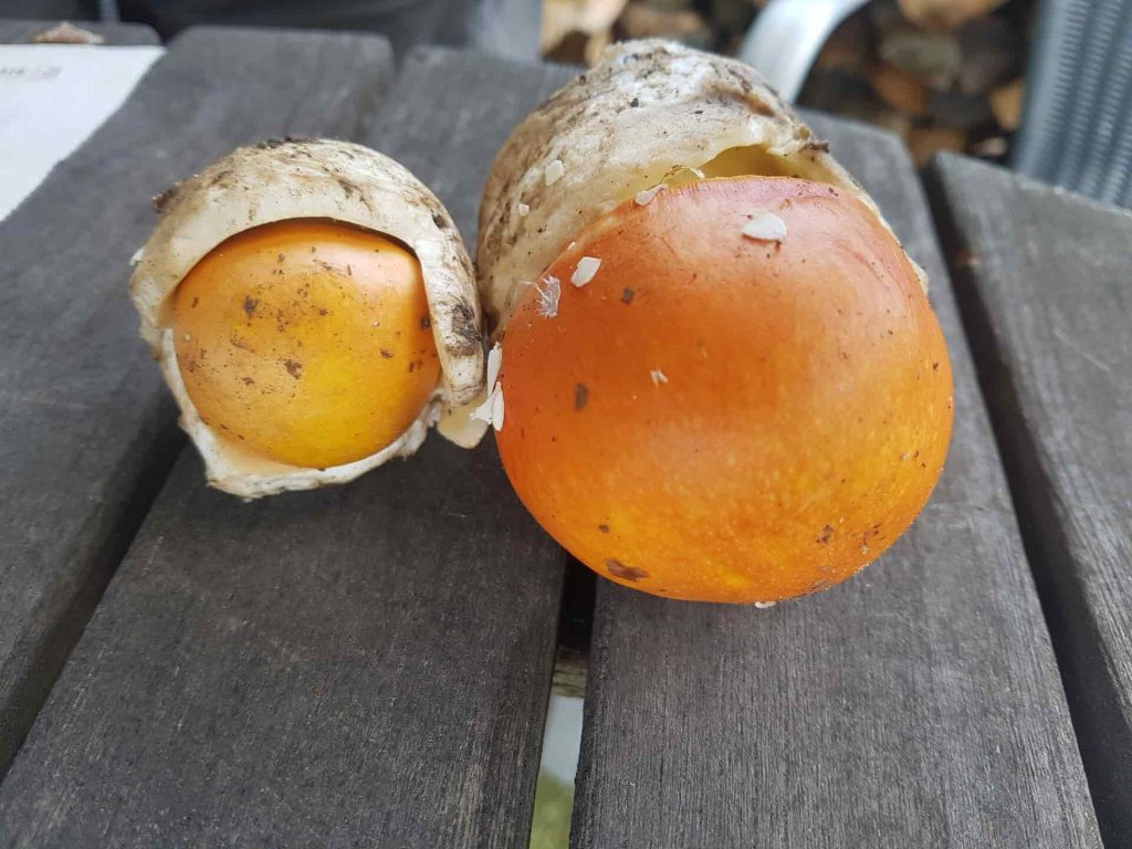 Caesar's mushroom | Amanita caesare - Gone71° N