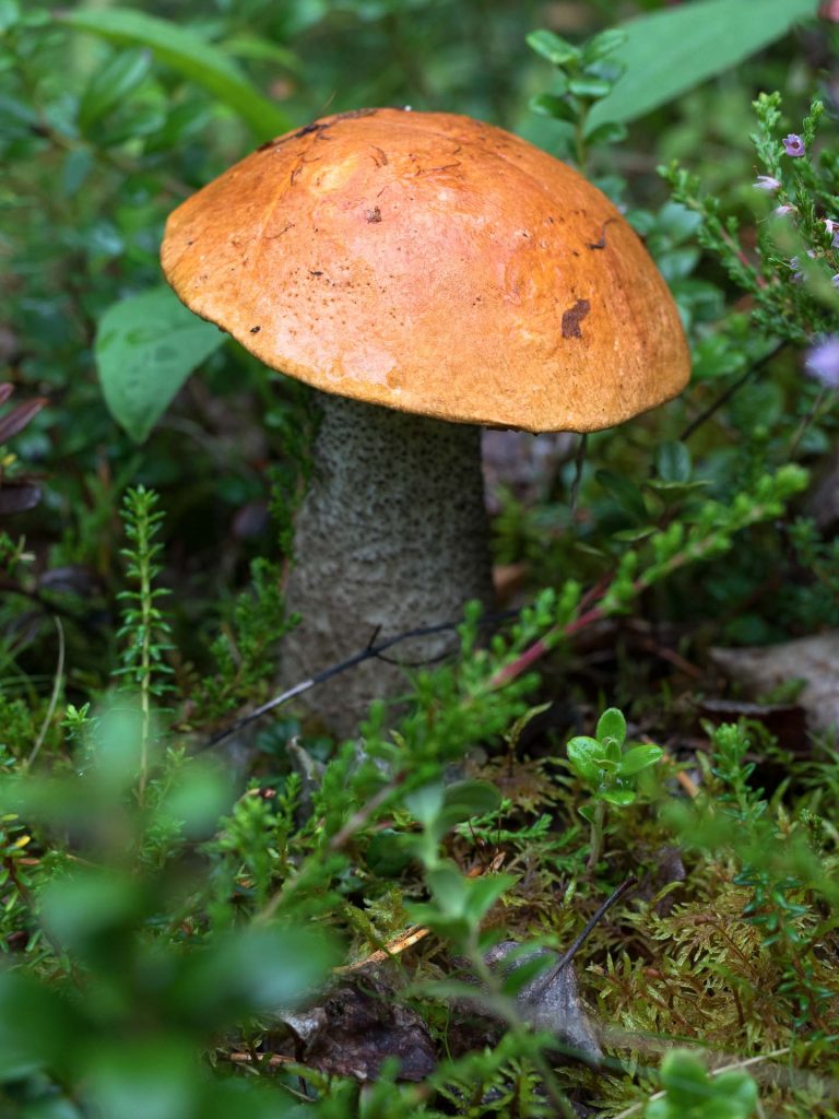 Know your mushrooms – foraging with care - Gone71° N