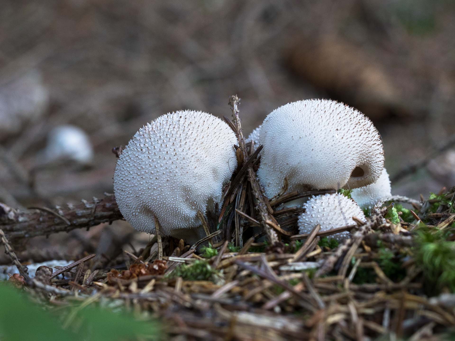 Puffball | Lycoperdon perlatum (recipe) - Gone71° N