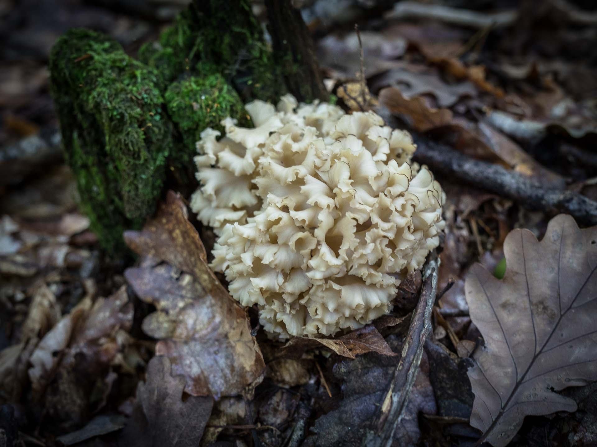 Cauliflower mushroom | Sparassis crispa (Recipe) - Gone71° N