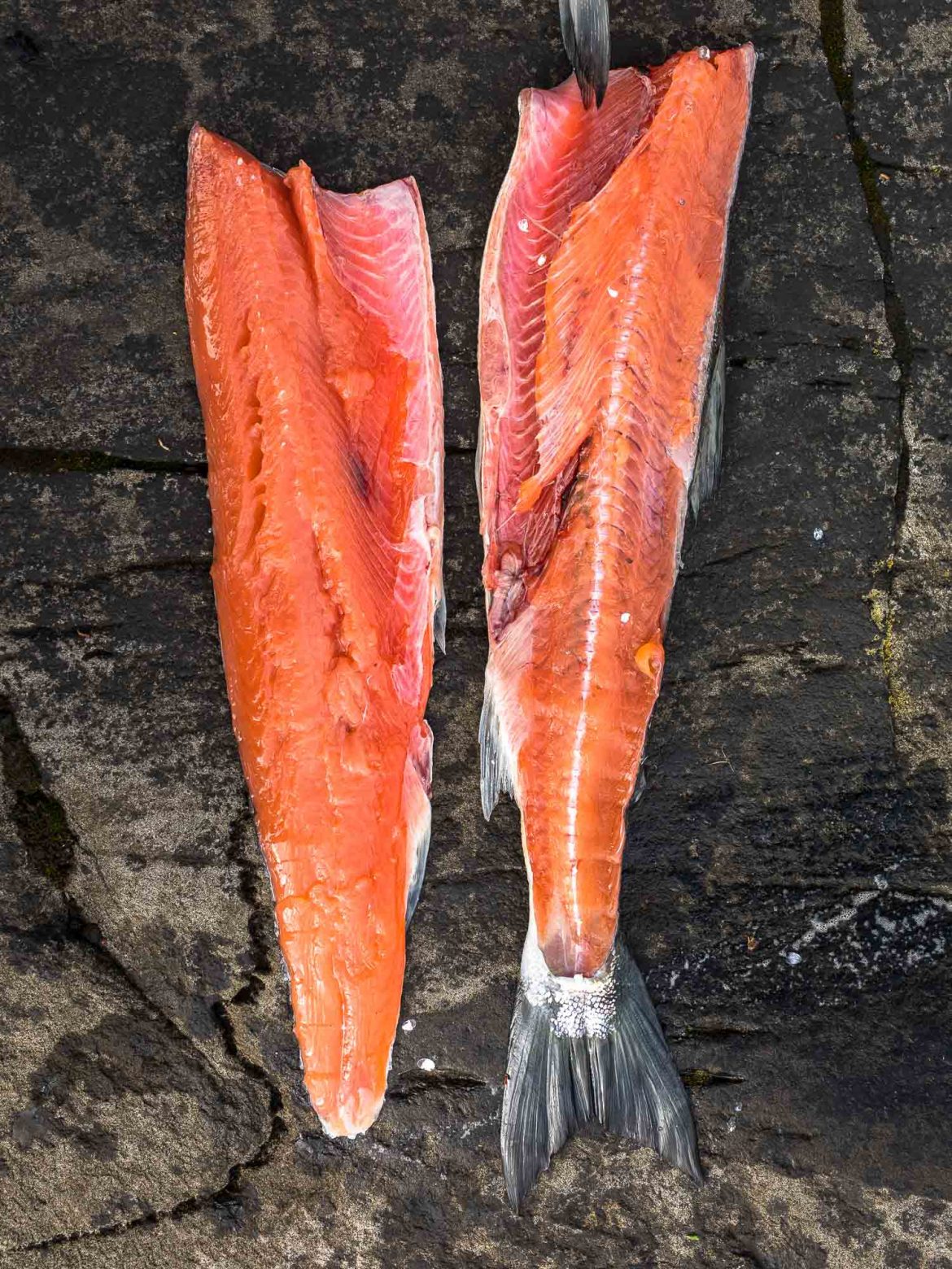 Shore fishing Lofoten - Gone71° N – Roaming Scandinavia