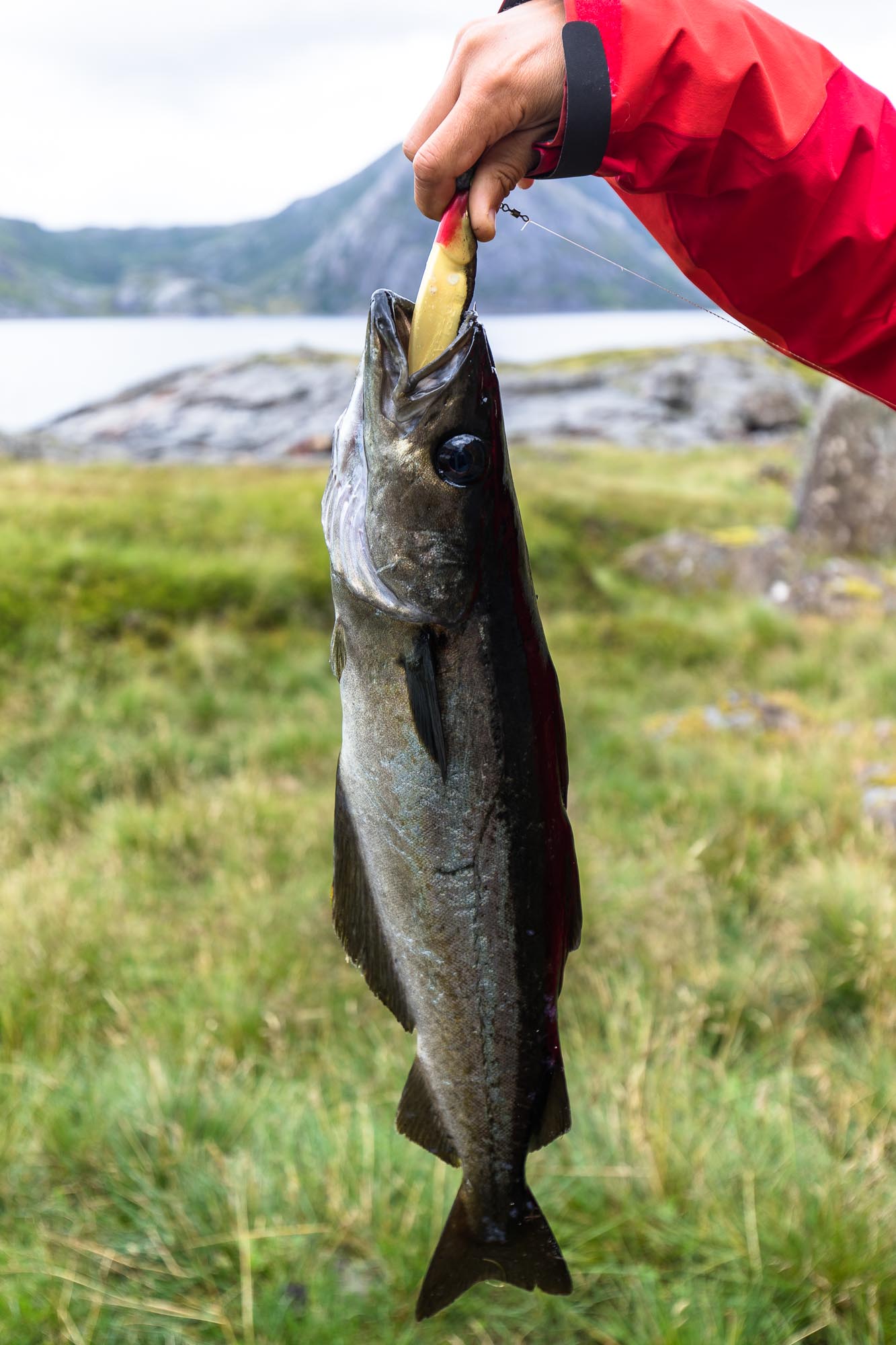 Shore fishing Lofoten - Gone71° N – Roaming Scandinavia