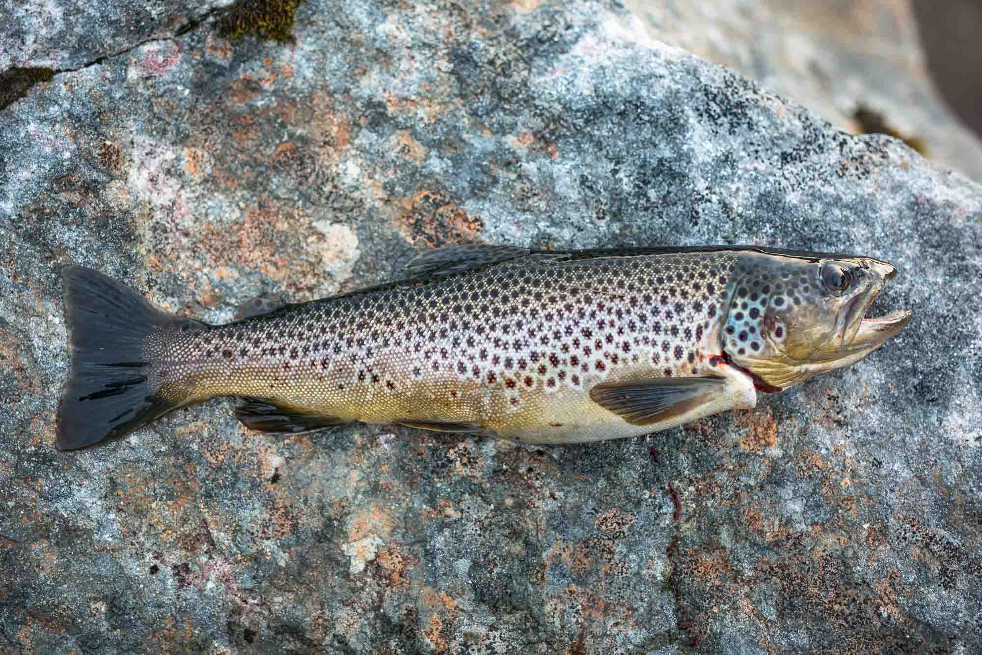 Brown Trout Fry