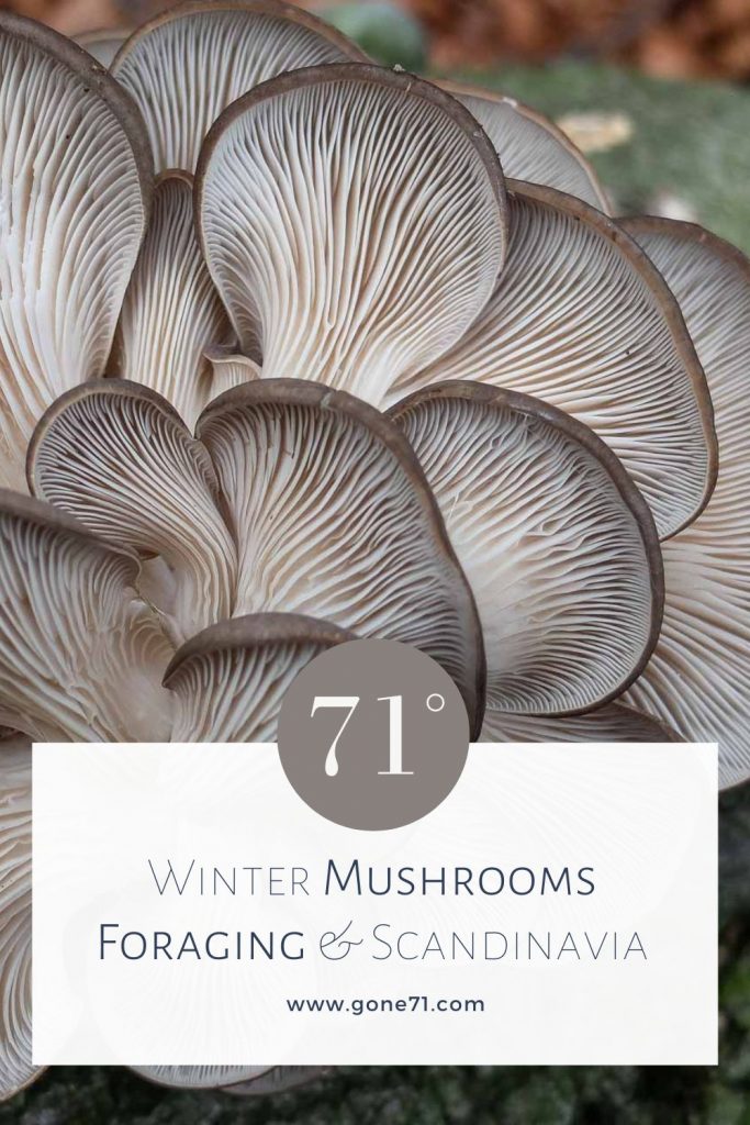 Foraging mushrooms in winter - Gone71° N - Oysters – Jew's Ear – Enoki