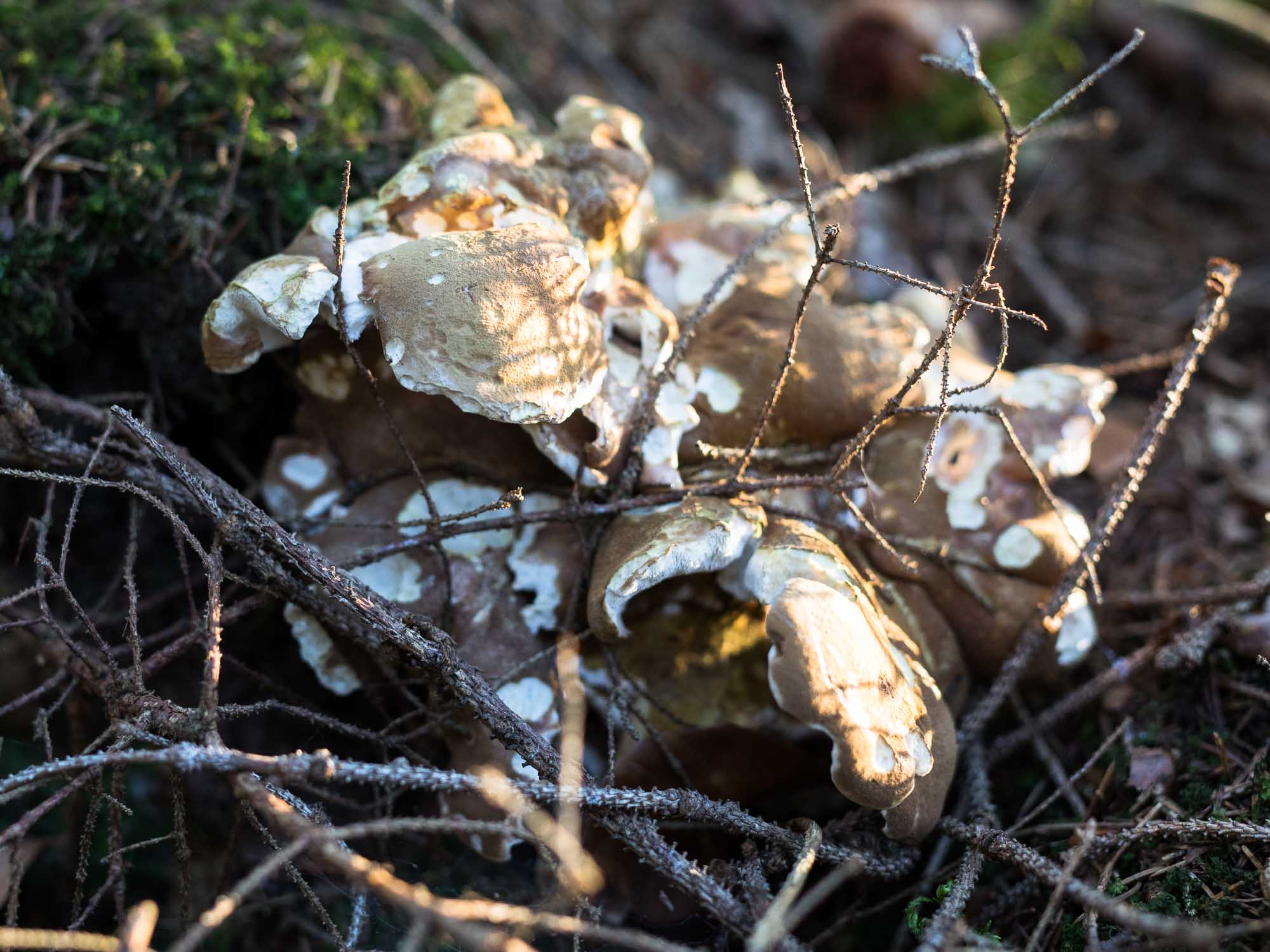Fused polypore | Albatrellus confluens - Gone71° N