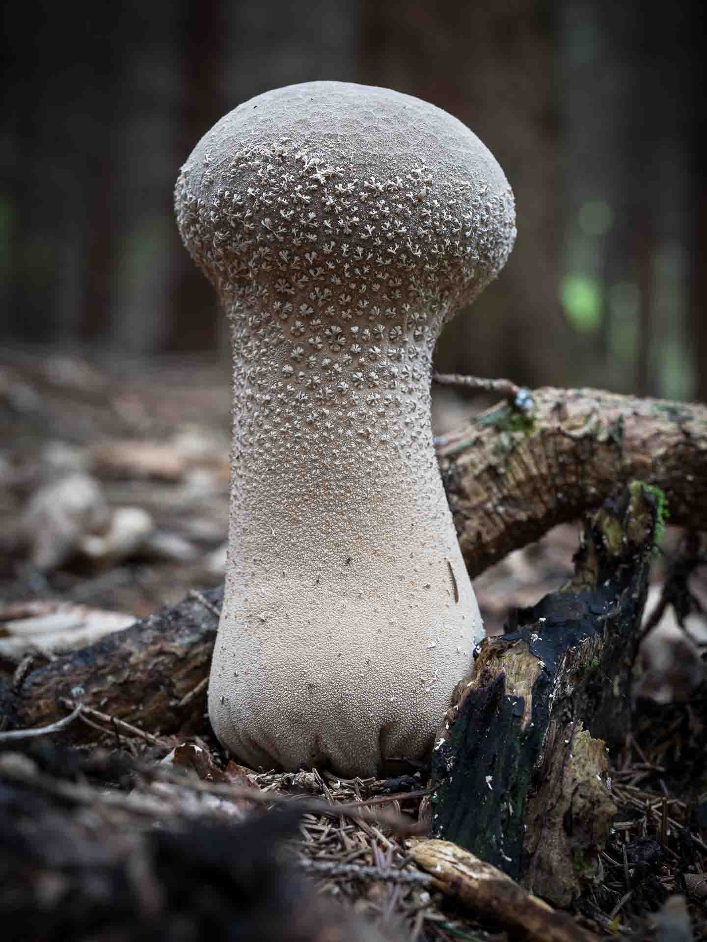 Pestle puffball | Lycoperdon excipuliforme - Gone71° N