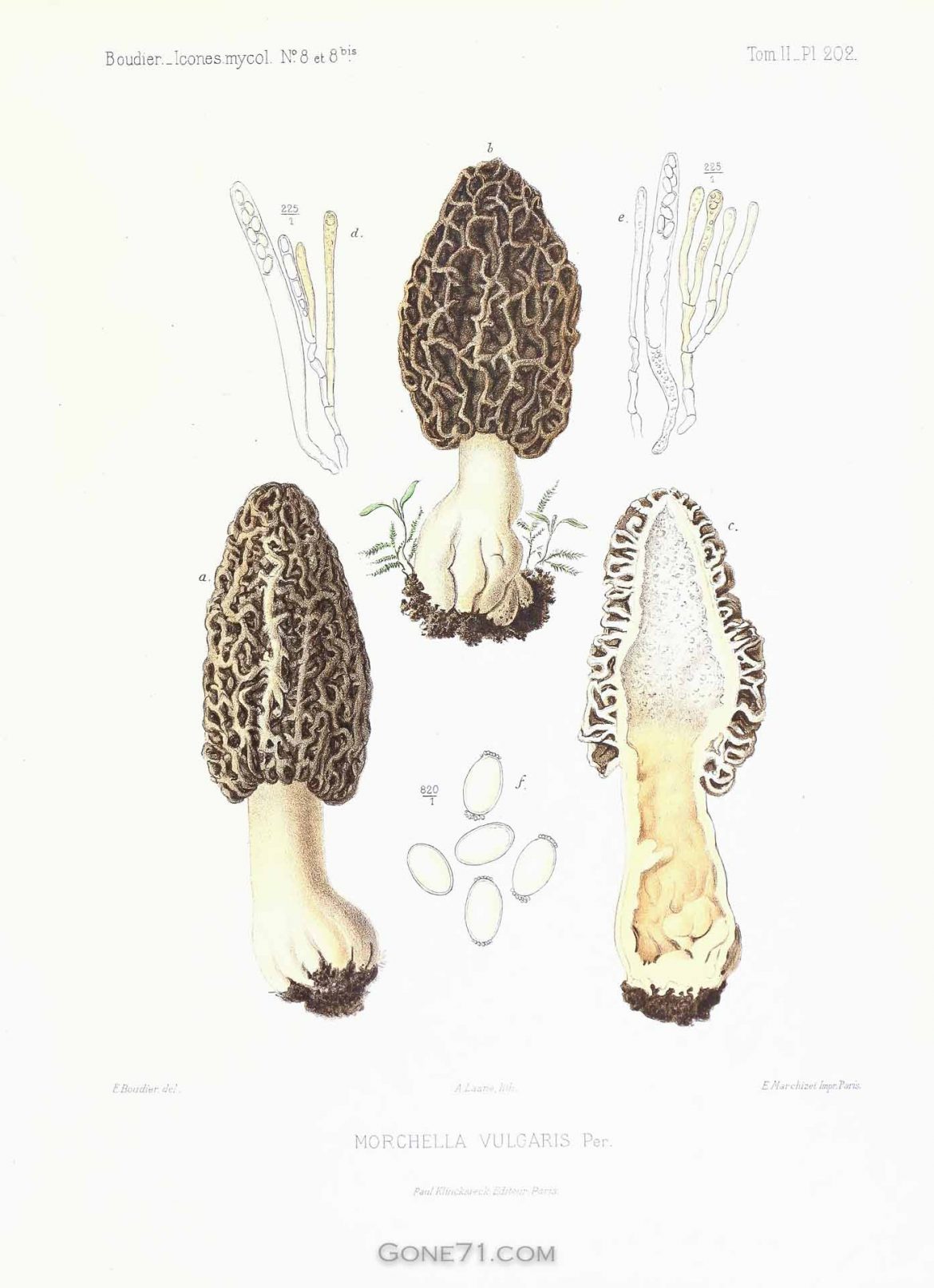 Common Morel | Morchella esculenta (Recipe) - Gone71° N