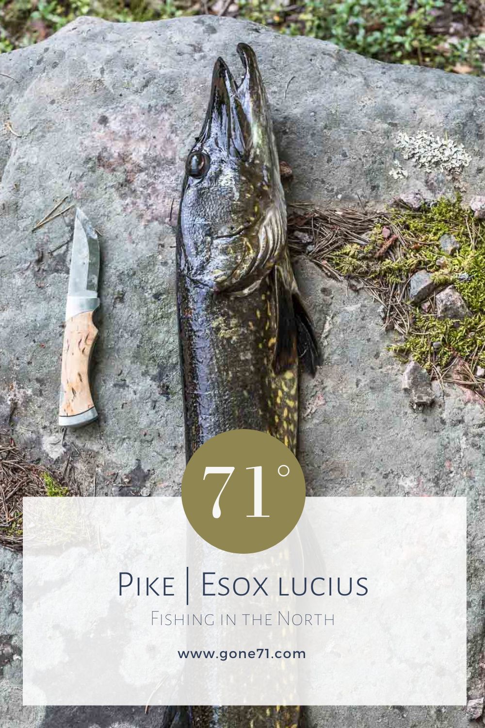 Fish Species in Scandinavia - Gone71° N – Scandinavian Fishing
