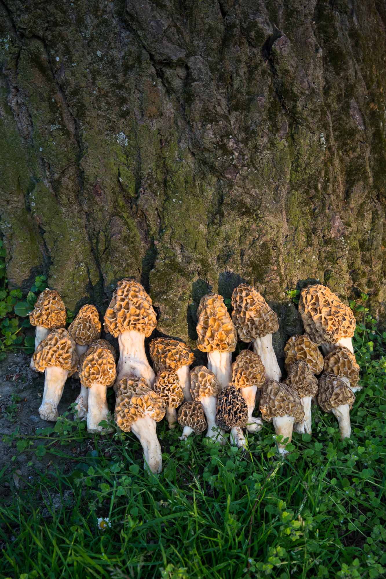 Common Morel | Morchella esculenta (Recipe) - Gone71° N