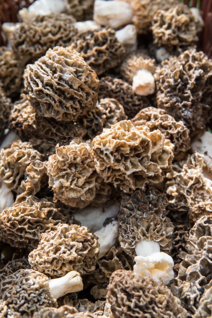 Common Morel | Morchella esculenta (Recipe) - Gone71° N