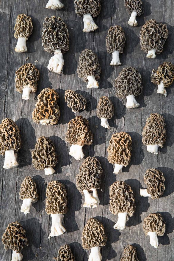 Common Morel | Morchella esculenta (Recipe) - Gone71° N