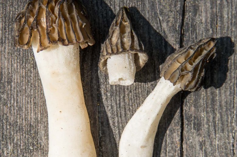 Common Morel | Morchella esculenta (Recipe) - Gone71° N