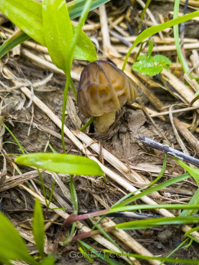 Half-free morel | Morchella Semilibera (Recipe) - Gone71° N