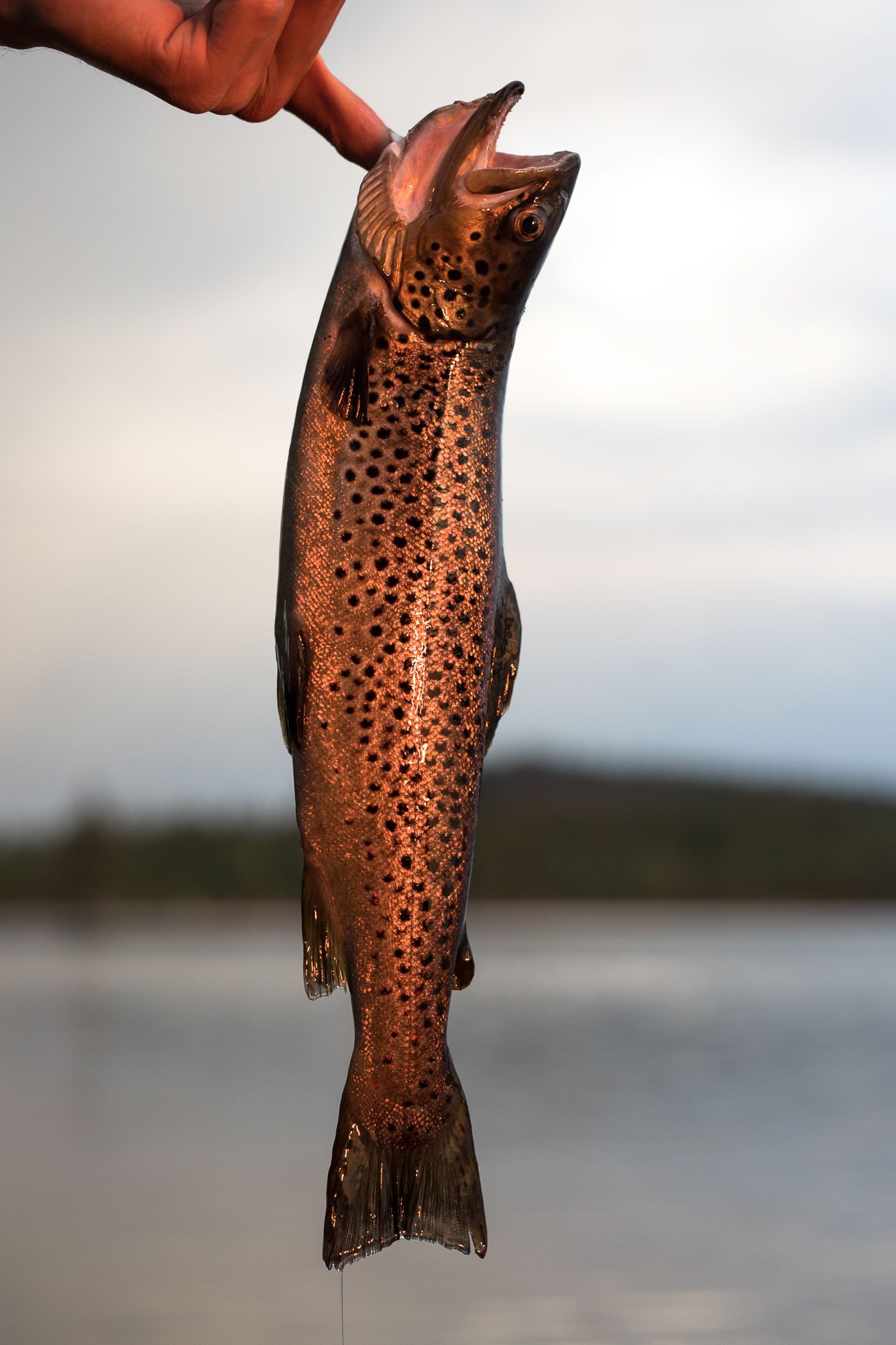 Trout - Gone71° N – Scandinavian fishing ressource