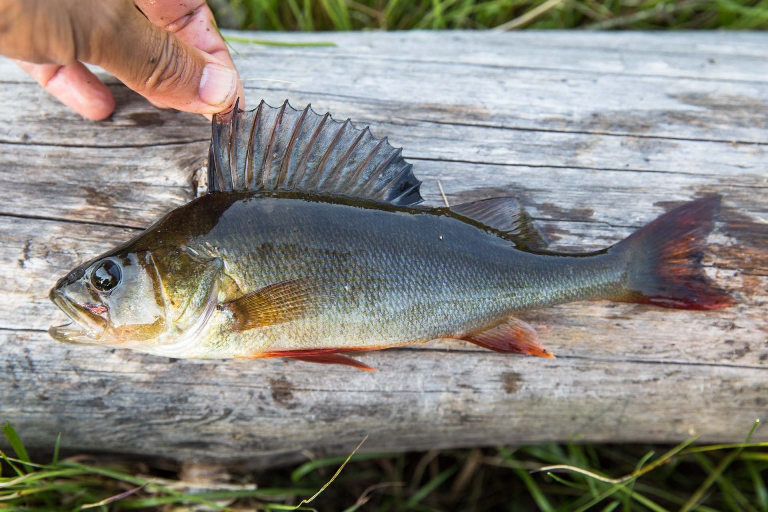 Top Fishing Destinations in Finland | with map - Gone71° N