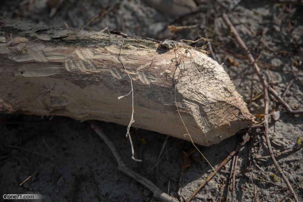 Loft bed built from beaver chewed wild wood | the beaver castle