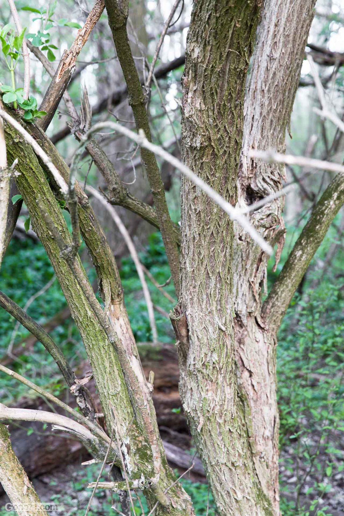 Carving your own flute (from elder) & how to tune it - Gone71° N