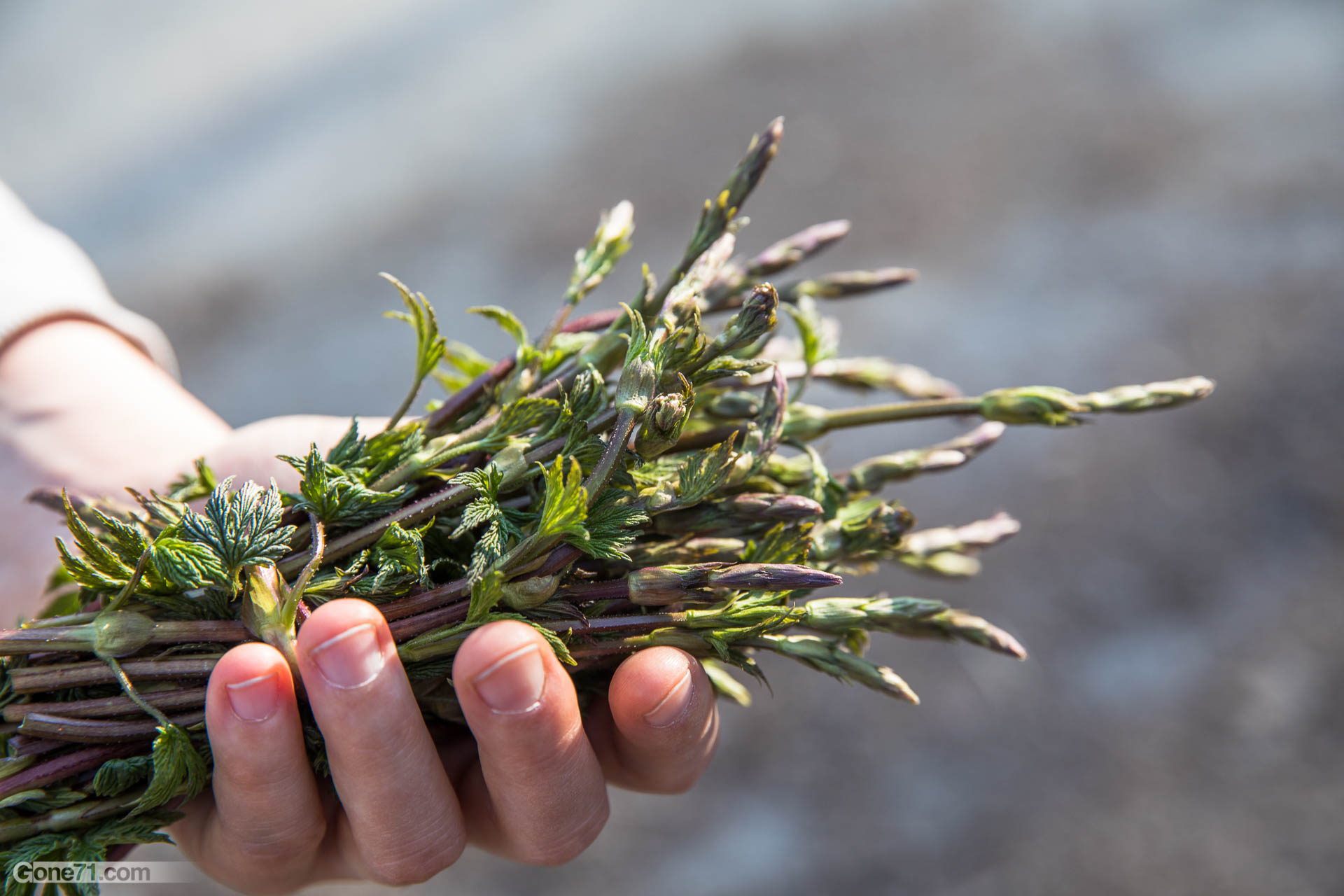 Hop shoots (hop asparagus) | Humulus lupulus (& recipe) - Gone71° N