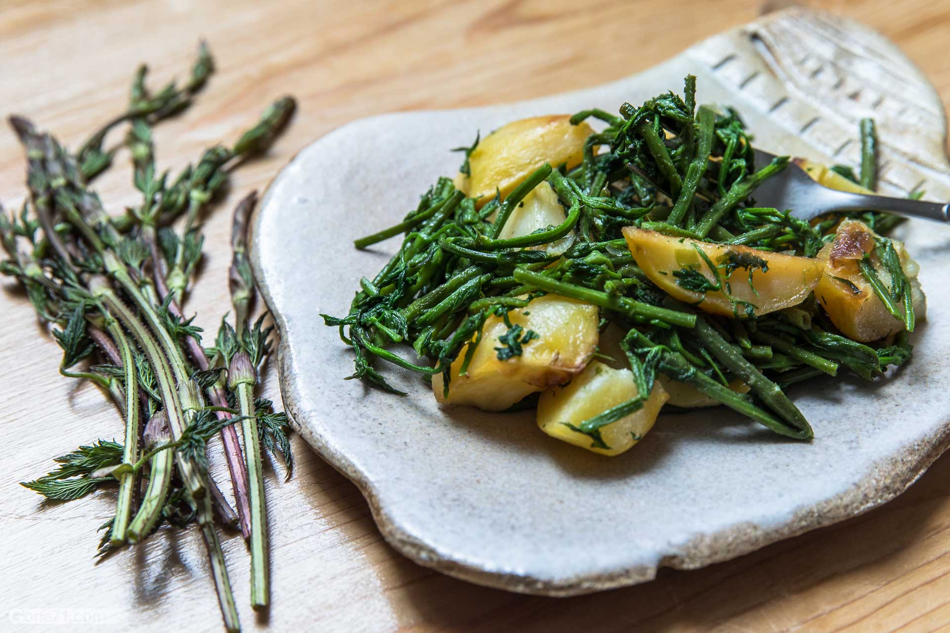 Hop shoots (hop asparagus) | Humulus lupulus (& recipe) - Gone71° N