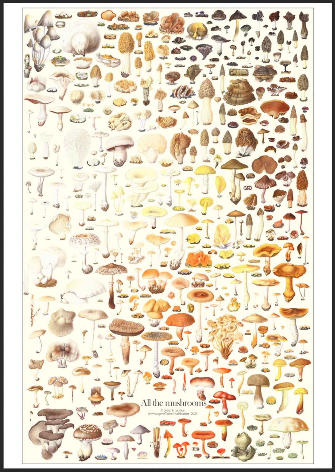 Scandinavian Fish | Skandinaviska Fiskar – POSTER - Gone71° N