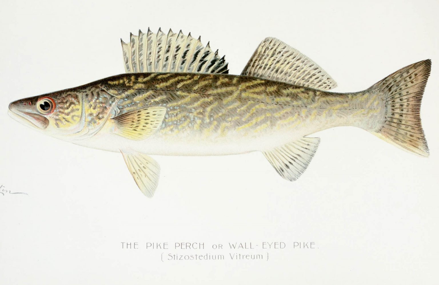 10 fish to catch in Finland, Sweden & Norway – Gone71° N