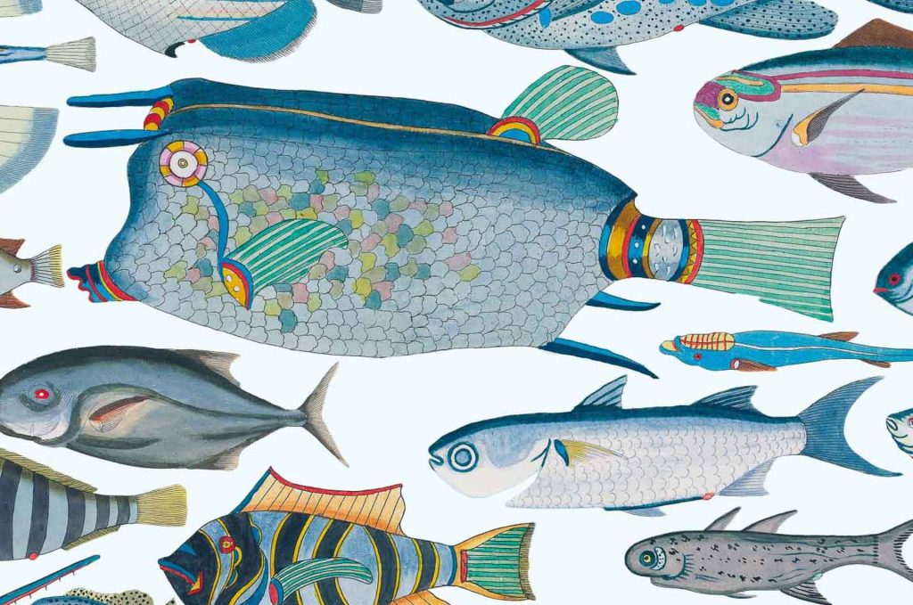 All the fantastic fish – poster - Gone71° N