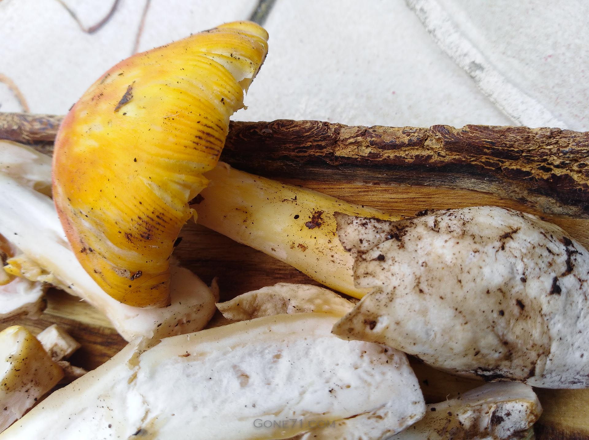 Caesar's mushroom | Amanita caesare - Gone71° N