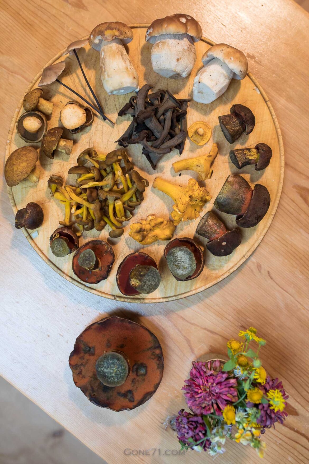 Scarletina bolete | Neoboletus luridiformis - Gone71° N