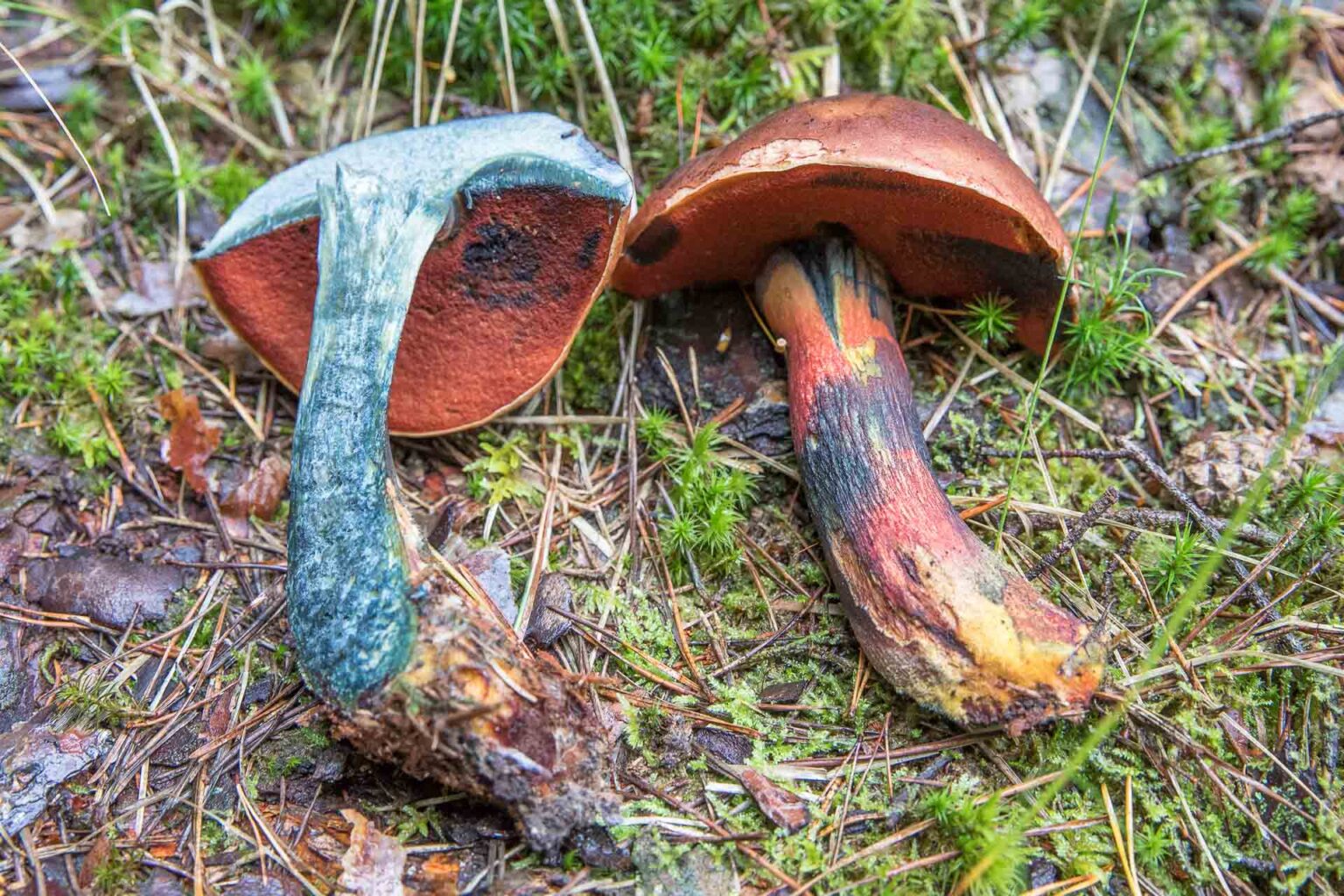 Scarletina bolete | Neoboletus luridiformis - Gone71° N