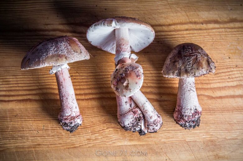 Common Morel | Morchella esculenta (Recipe) - Gone71° N