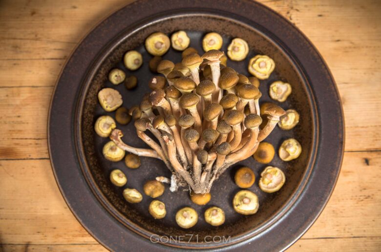 Common Morel | Morchella esculenta (Recipe) - Gone71° N