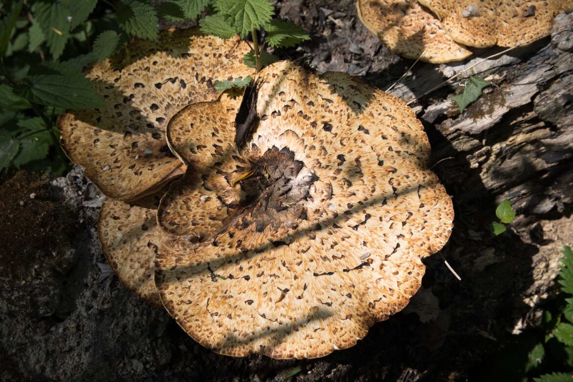 Scaly or shingled hedgehog | Sarcodon imbricatus - Gone71° N