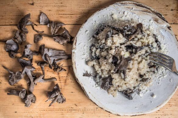 Common Morel | Morchella esculenta (Recipe) - Gone71° N