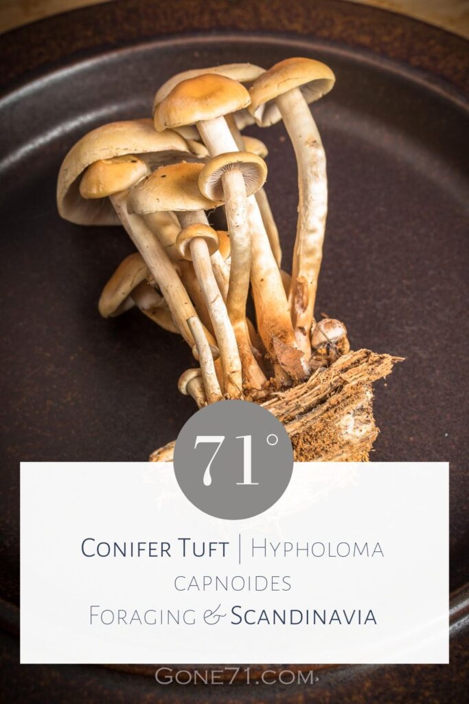 Conifer Tuft | Hypholoma capnoides - Gone71° N