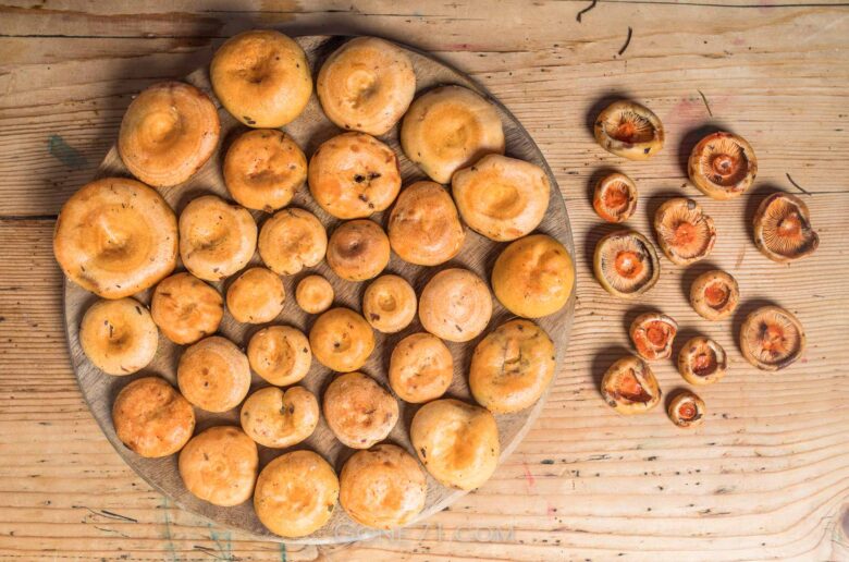 Cauliflower mushroom | Sparassis crispa (Recipe) - Gone71° N