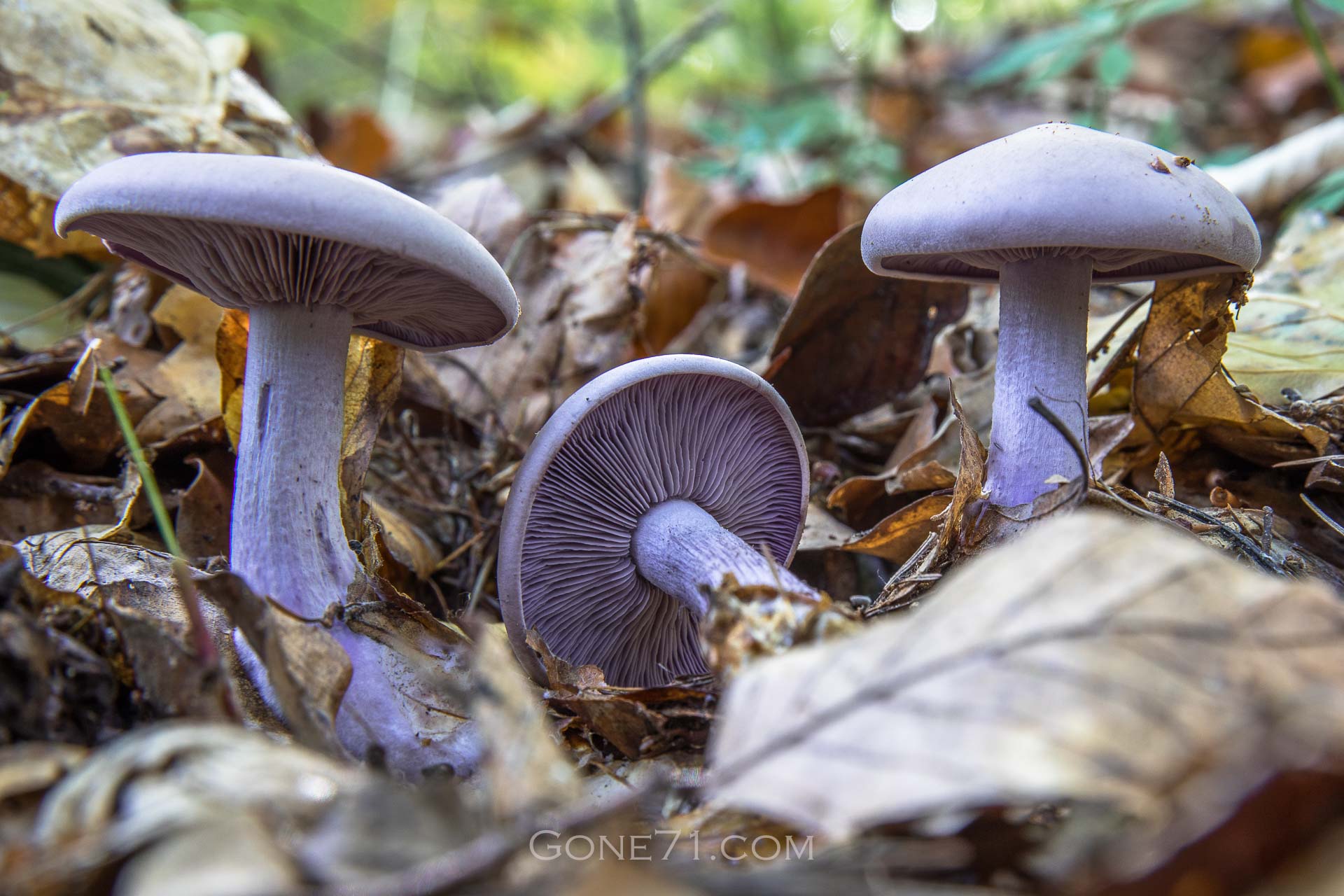 Wood blewit | Lepista nuda (recipe) - Gone71° N