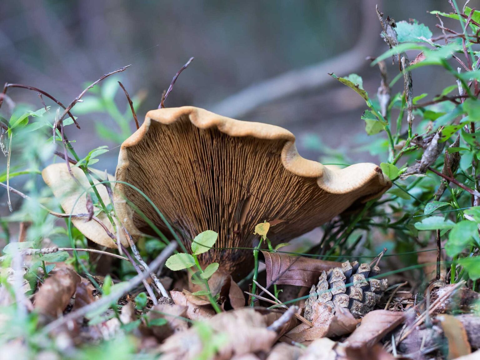 Velvet roll-rim | Tapinella atrotomentosa (recipe) - Gone71° N