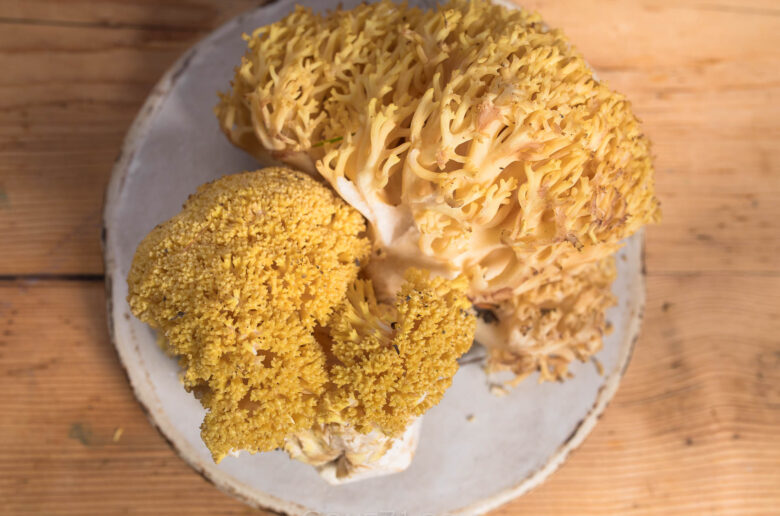 Cauliflower mushroom | Sparassis crispa (Recipe) - Gone71° N