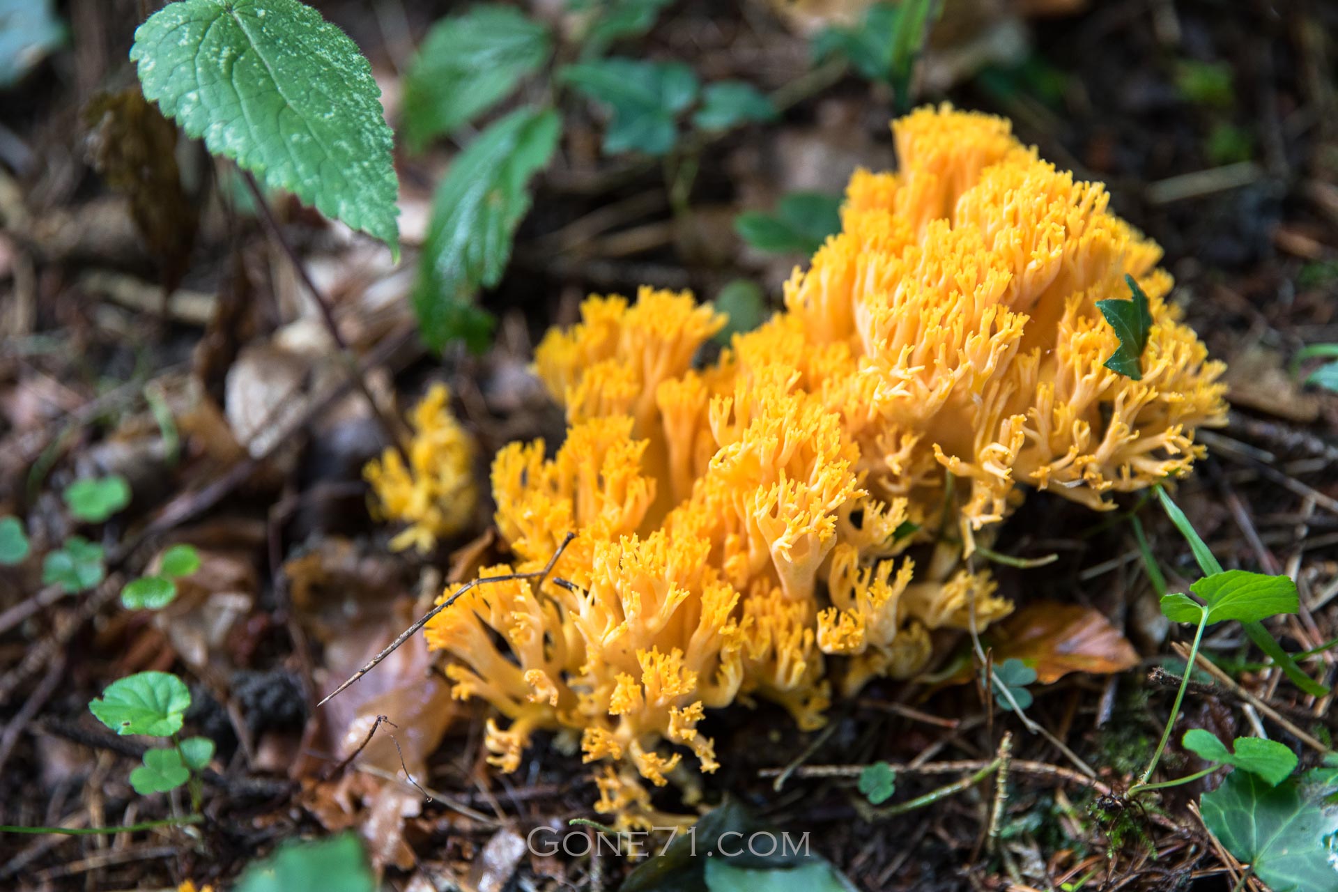 Golden coral | Ramaria aurea (recipe) - Gone71° N