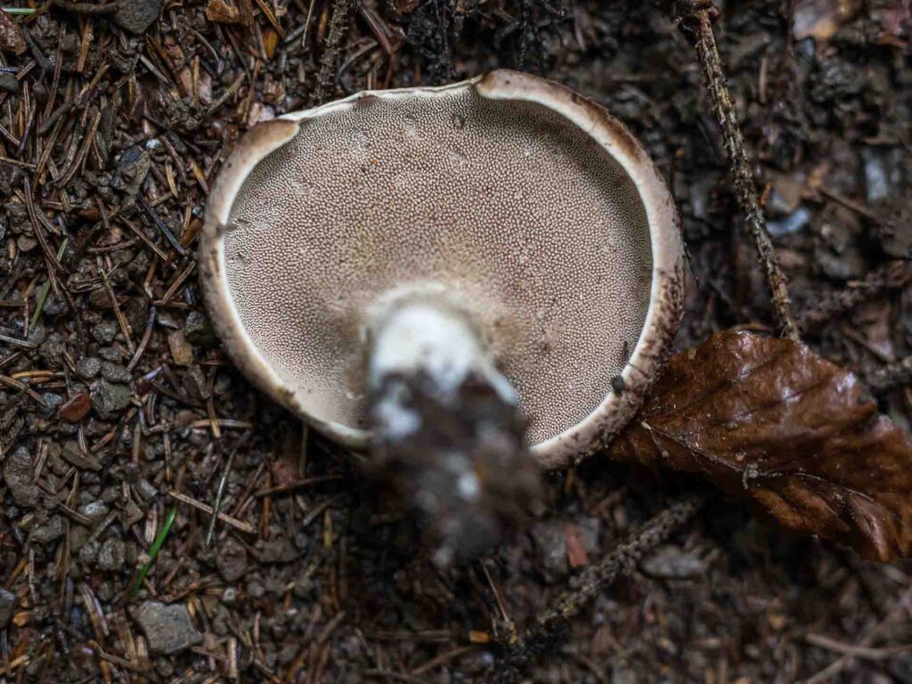 Scaly or shingled hedgehog | Sarcodon imbricatus - Gone71° N