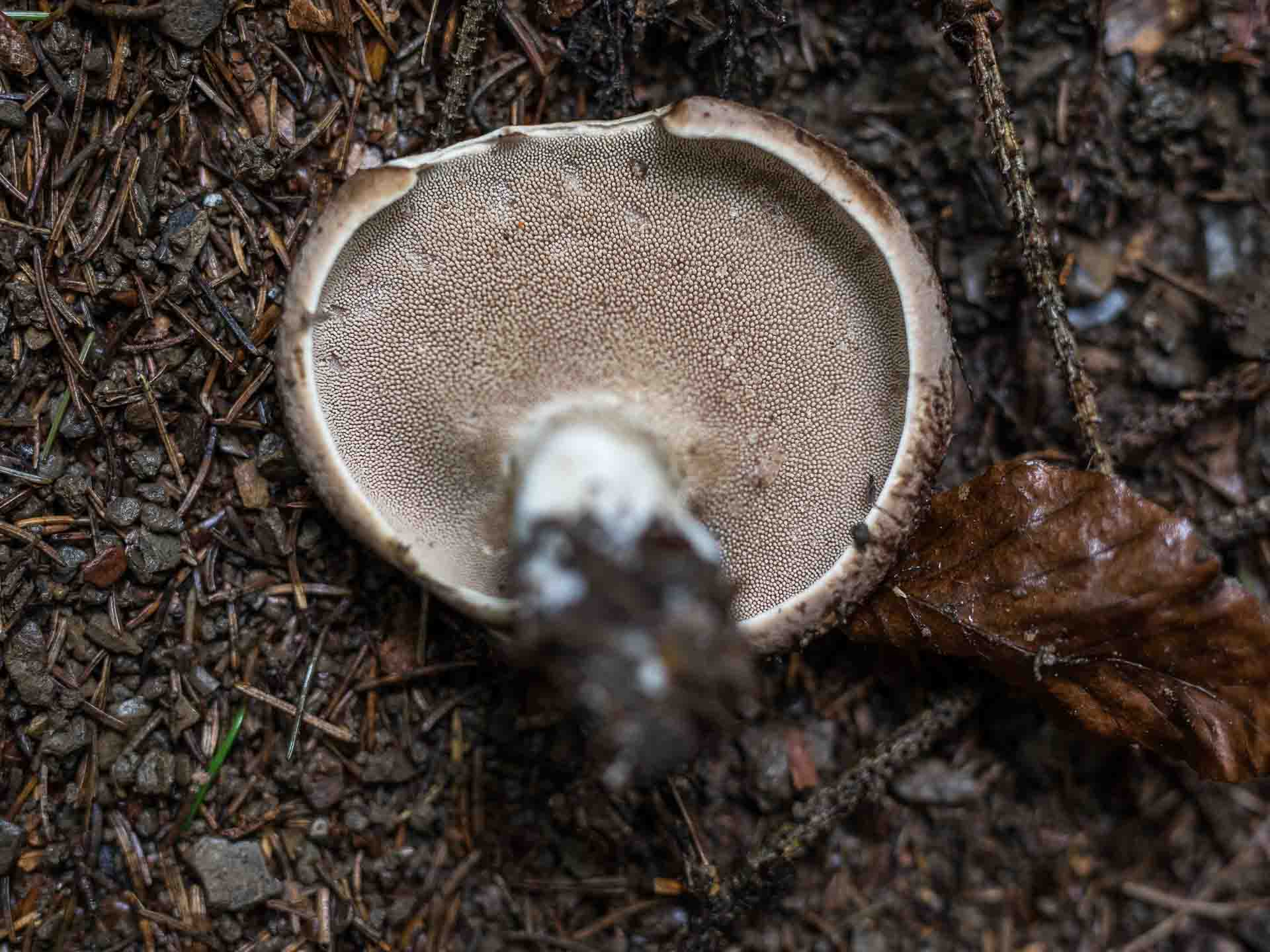 Scaly or shingled hedgehog | Sarcodon imbricatus - Gone71° N
