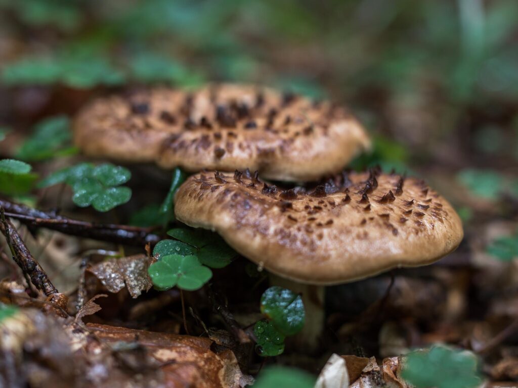 Scaly or shingled hedgehog | Sarcodon imbricatus - Gone71° N