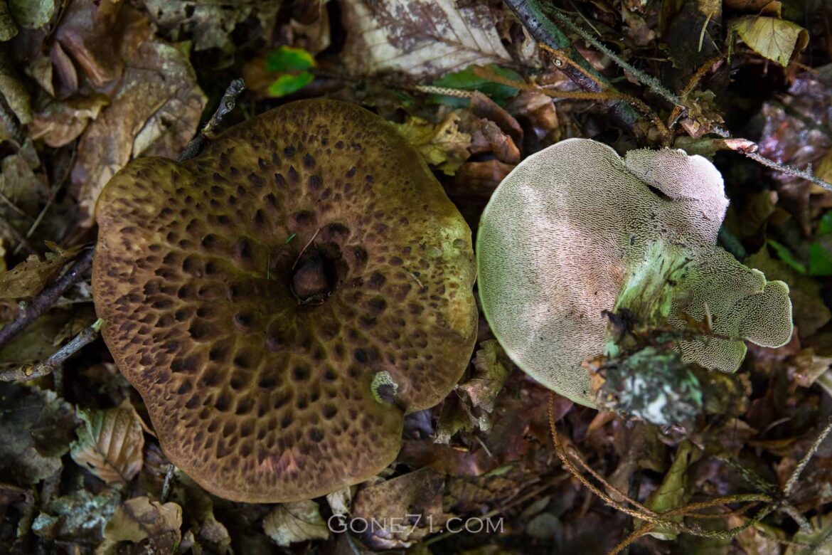 Scaly or shingled hedgehog | Sarcodon imbricatus - Gone71° N