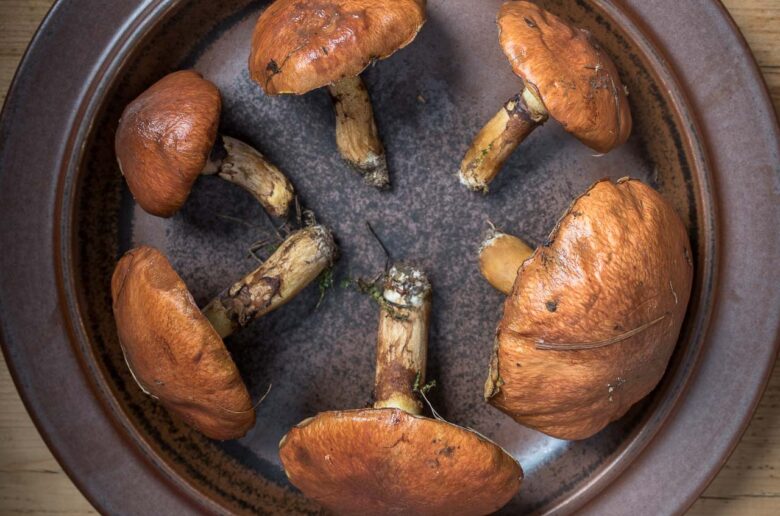 Common Morel | Morchella esculenta (Recipe) - Gone71° N