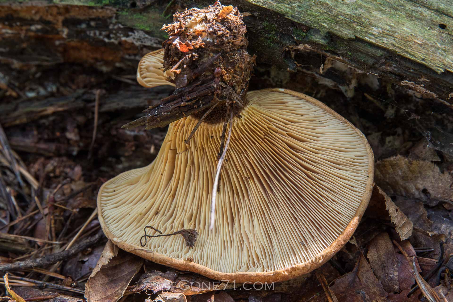 Velvet roll-rim | Tapinella atrotomentosa (recipe) - Gone71° N