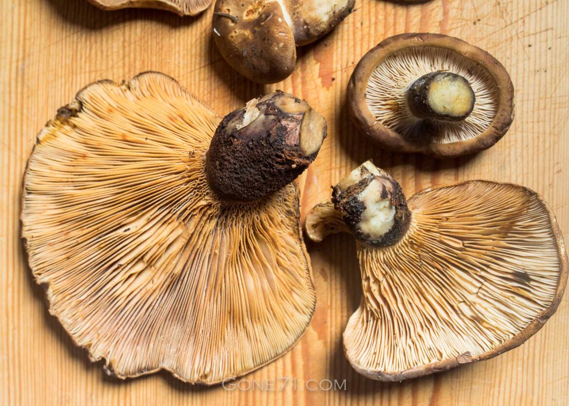 Velvet roll-rim | Tapinella atrotomentosa (recipe) - Gone71° N