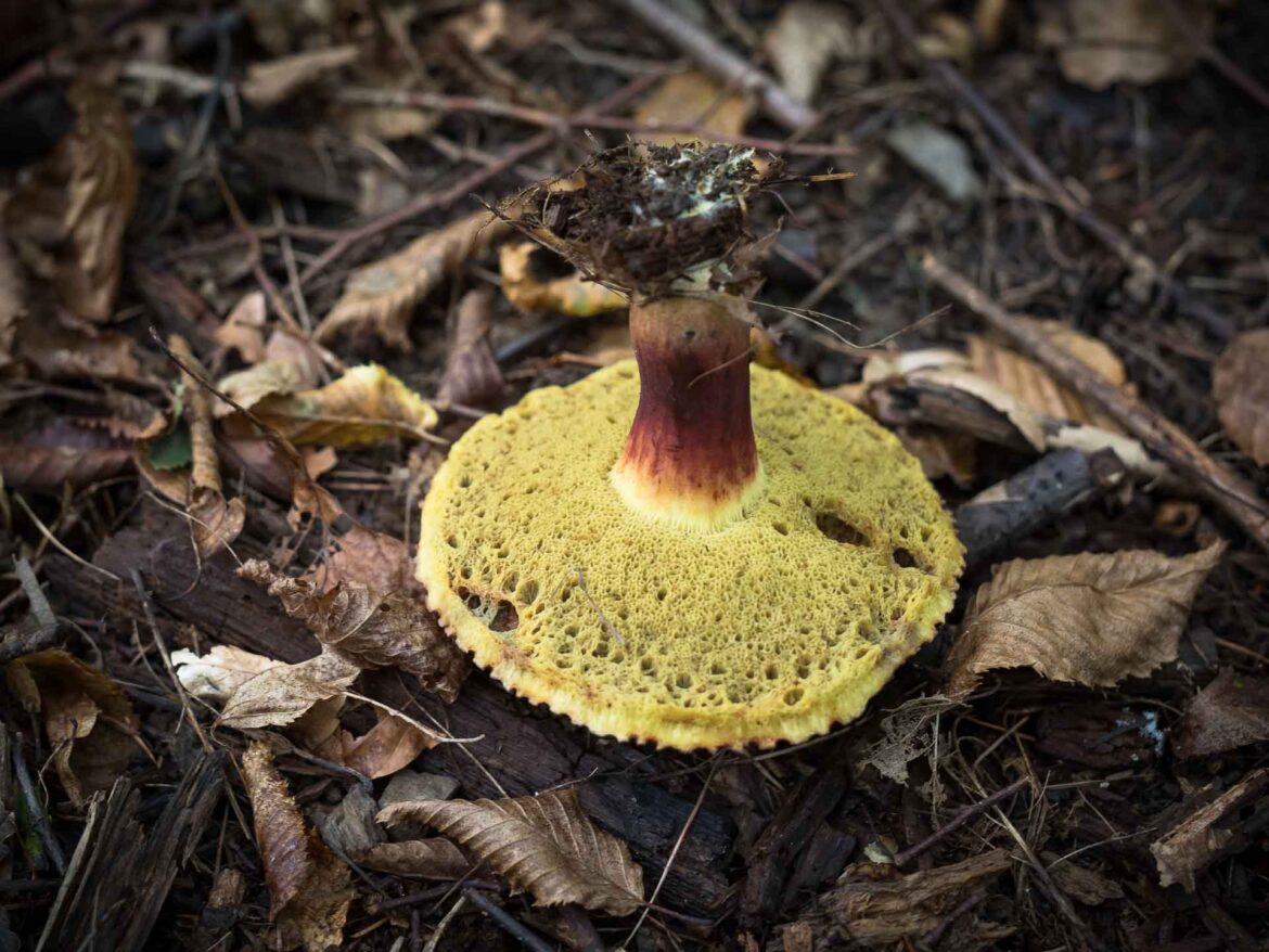Red-cracking bolete | Xerocomellus chrysenteron - Gone71° N